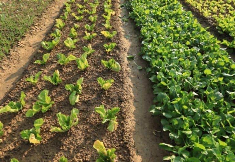 How to Pick the Perfect Garden Location - Growfully