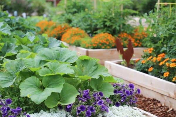 How to Plan Your Garden Layout - Making a Garden Plan - Growfully