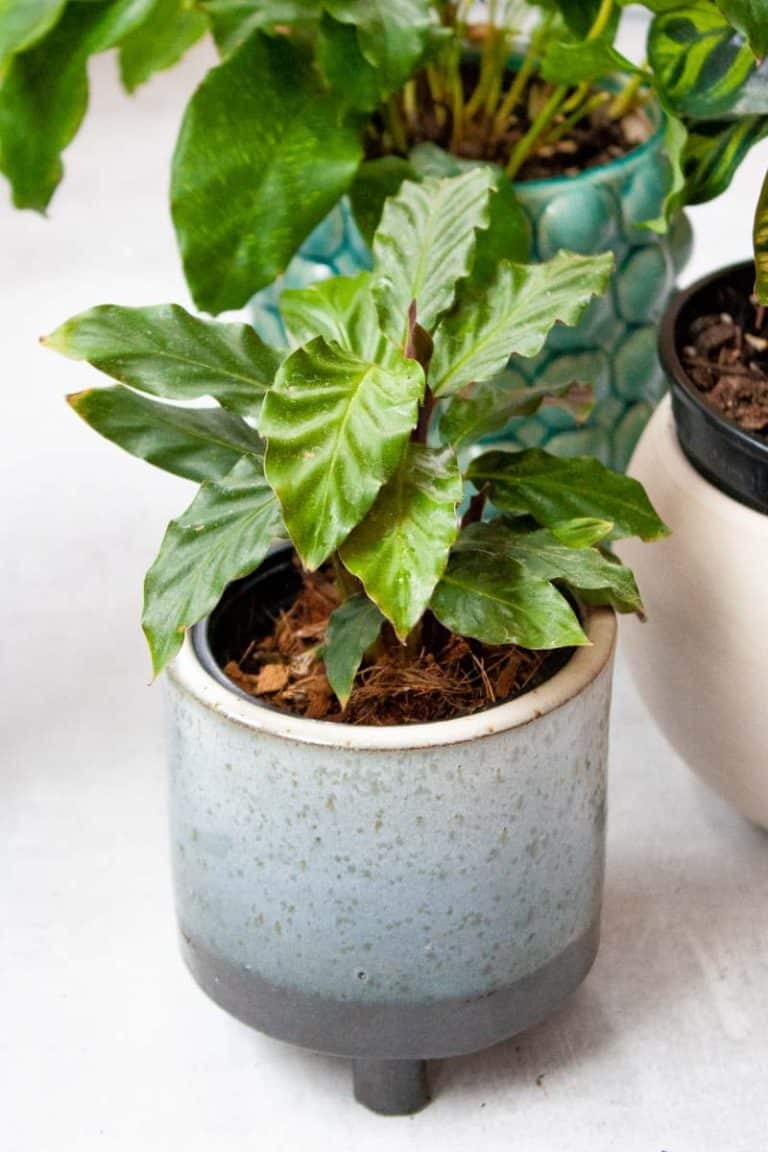 Calathea Care: How to Grow Calathea Plants - Growfully