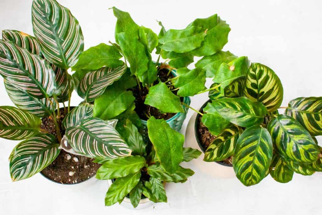 11 Gorgeous Calathea Varieties (with pictures) - Growfully