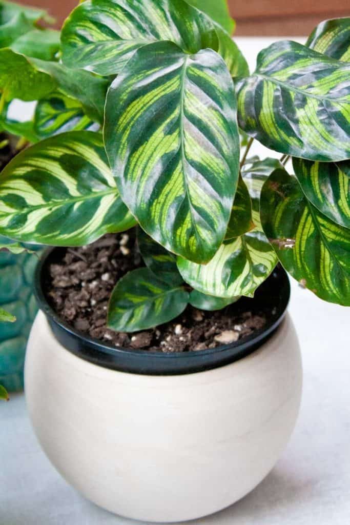 Calathea Care: How to Grow Calathea Plants - Growfully