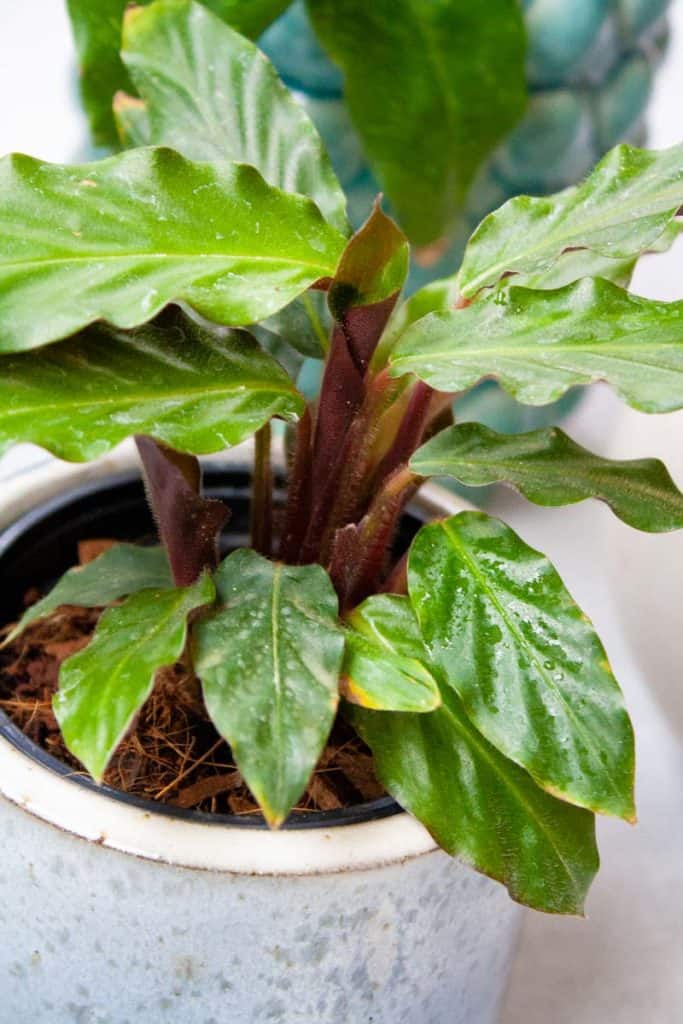 Calathea Care: How to Grow Calathea Plants - Growfully