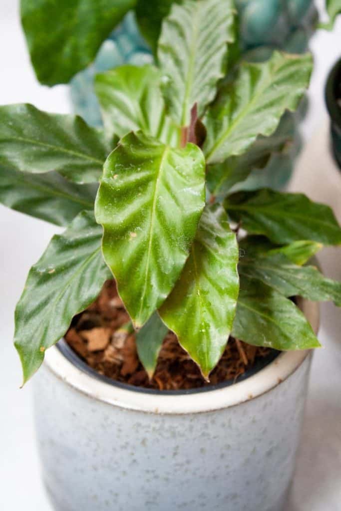 Calathea Care: How to Grow Calathea Plants - Growfully