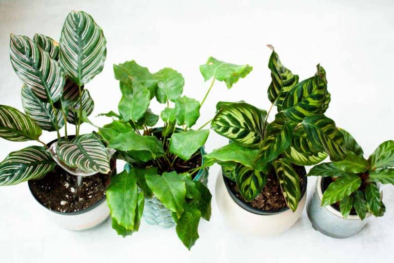 11 Gorgeous Calathea Varieties (with pictures) - Growfully