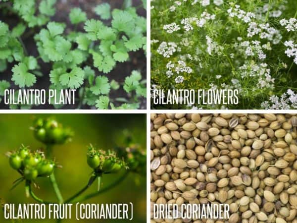 How To Grow Cilantro and Coriander In Your Garden - Growfully