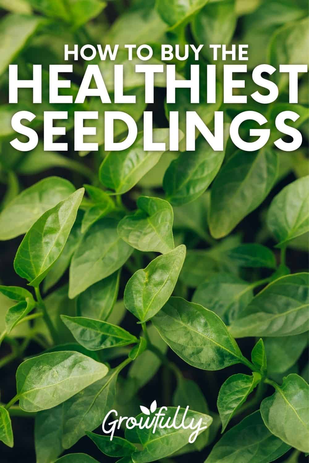How to Buy Healthy Seedlings for Your Garden - Growfully