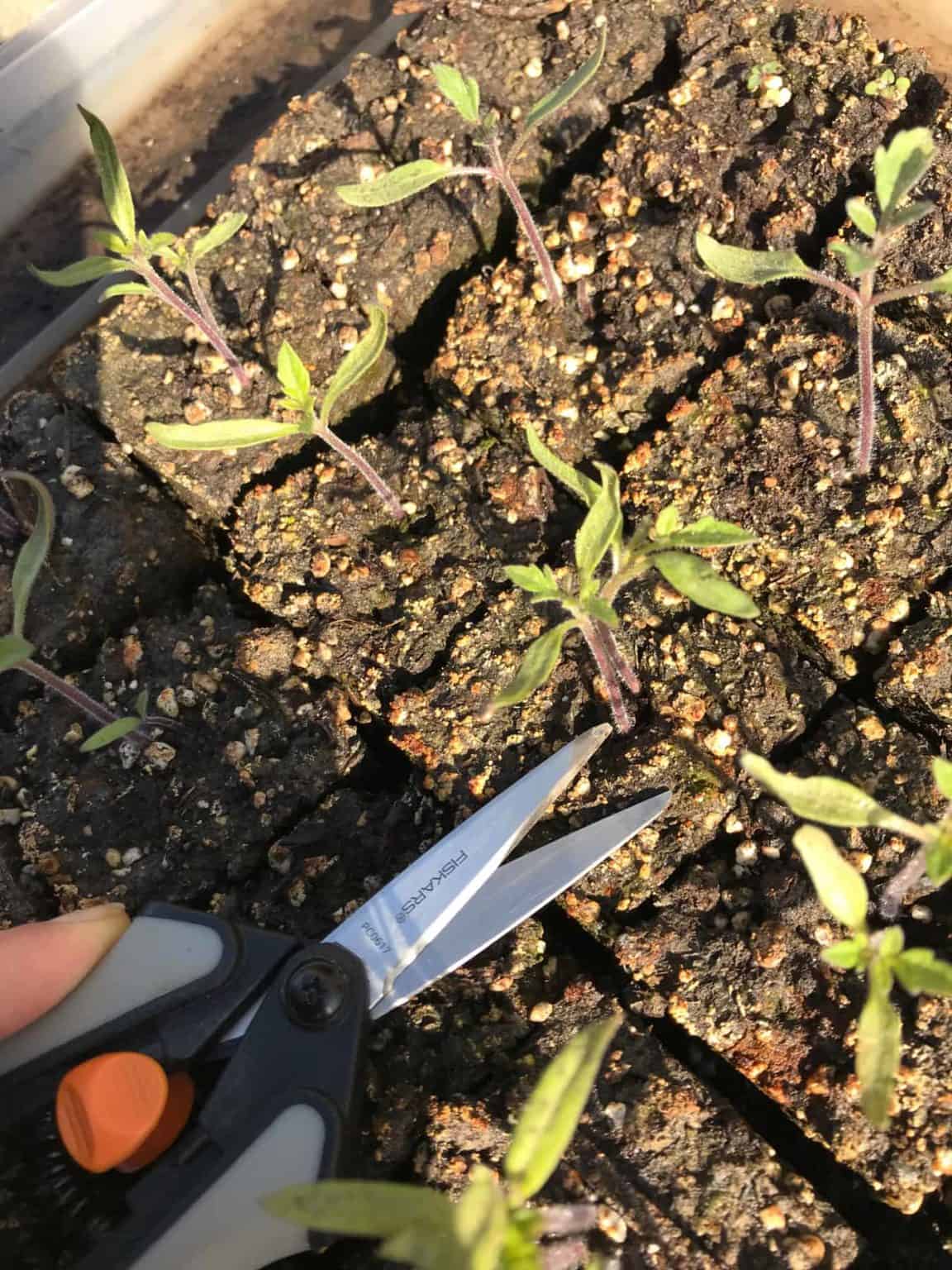 How To Start Seeds Indoors (Step By Step Pictures Included) - Growfully