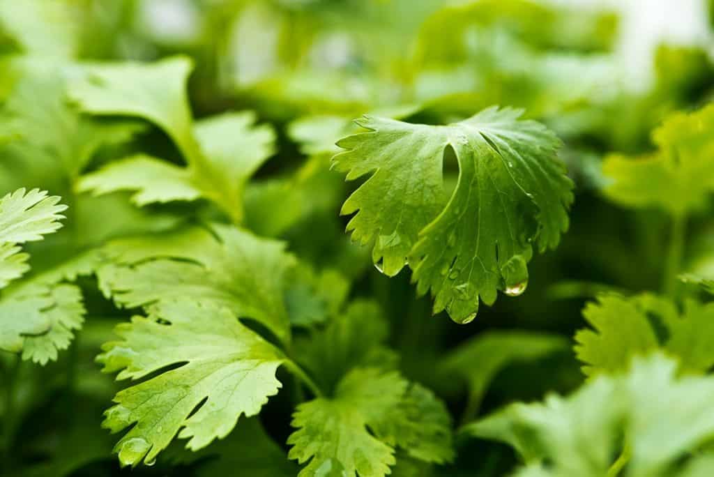 How to Harvest Cilantro (Again and Again!) - Growfully