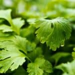 How To Grow Cilantro and Coriander In Your Garden - Growfully