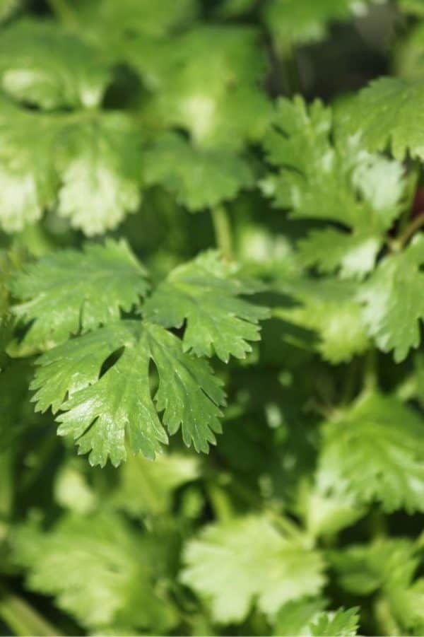 How to Harvest Cilantro (Again and Again!) - Growfully