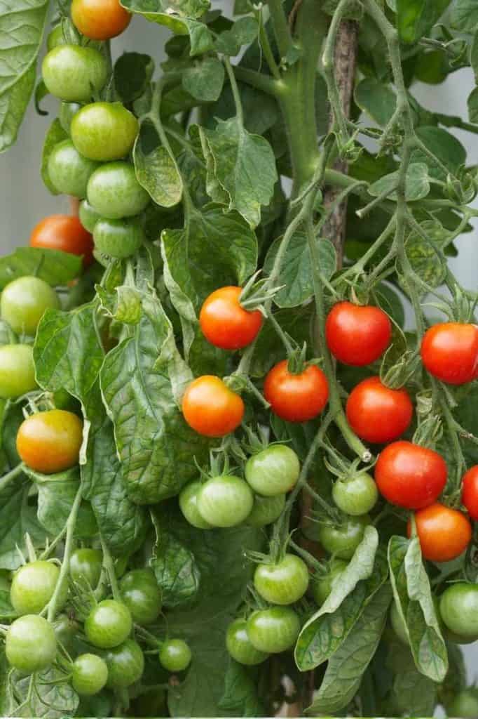 Tomato Stakes & Cages: 4 Options For Healthy Tomatoes - Growfully