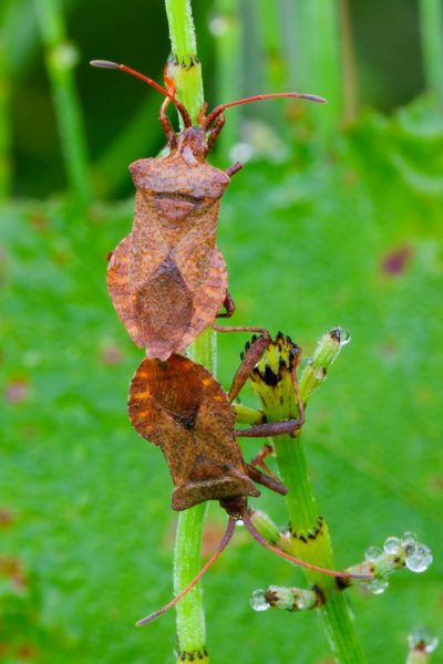 How to Get Rid of Squash Bugs Organically - Growfully