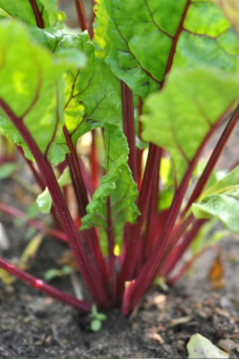 How to Know When to Harvest Beets & How to Store Them - Growfully