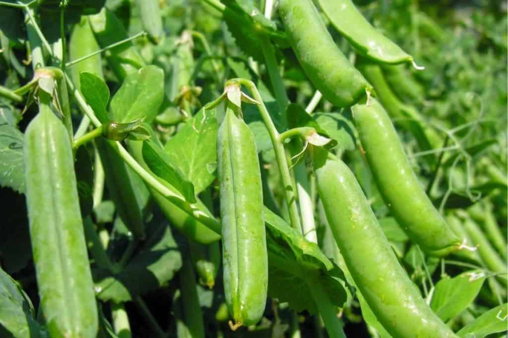 How to Grow Peas for the Best Harvest: Growing Guide - Growfully