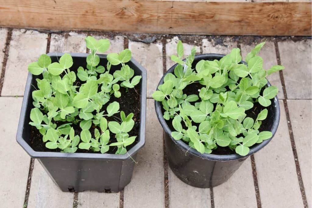 How to Grow Peas for the Best Harvest: Growing Guide - Growfully