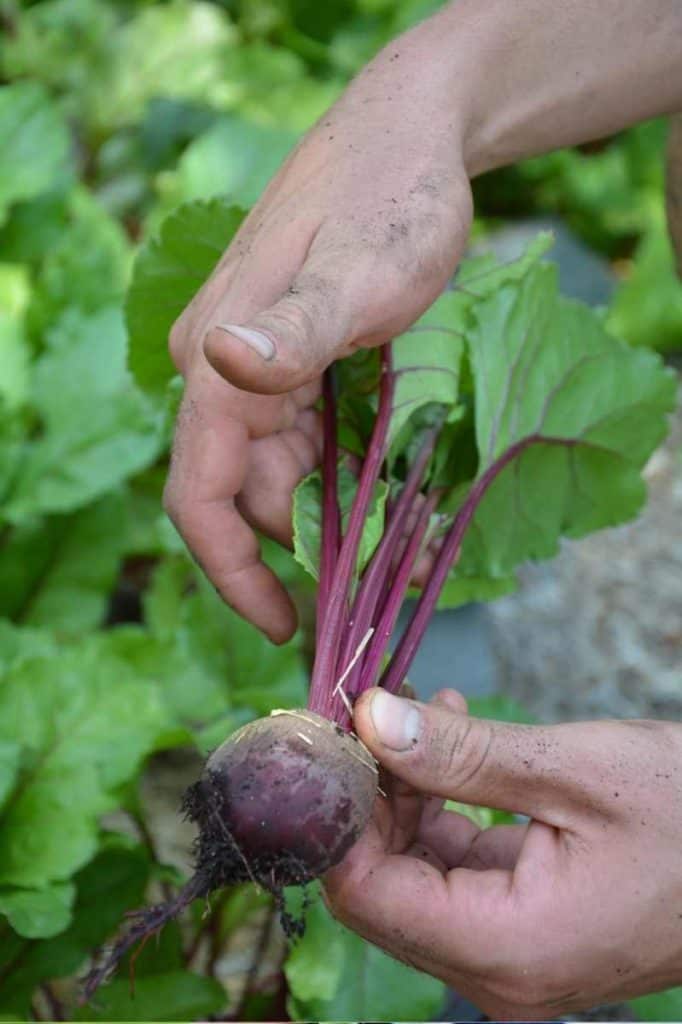 How to Know When to Harvest Beets & How to Store Them - Growfully