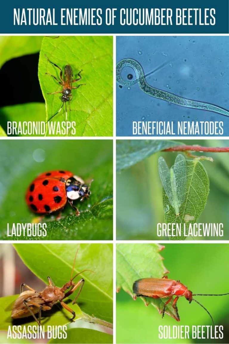 Preventing and Controlling Cucumber Beetles - Growfully