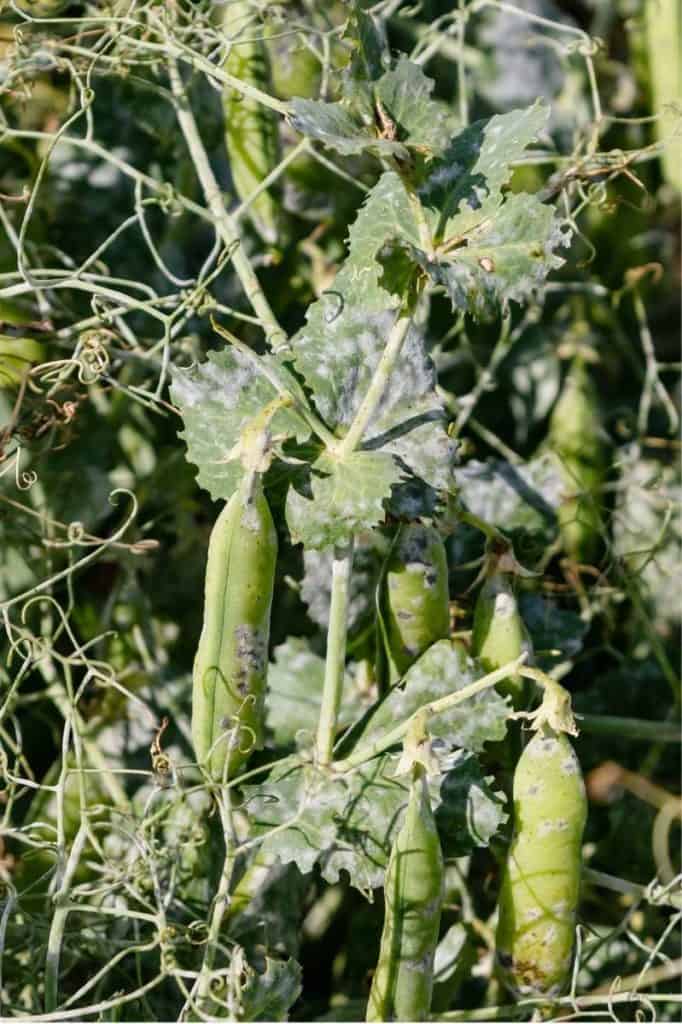 How to Grow Peas for the Best Harvest: Growing Guide - Growfully