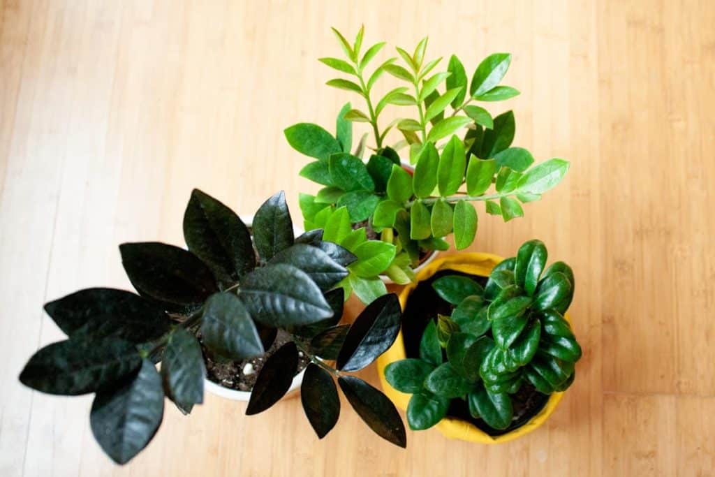 How to Care for a ZZ Plant (Zamioculcas Zamiifolia) - Growfully