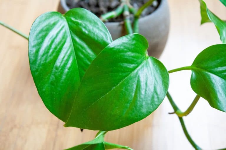 The 9 Best Pothos Varieties (With Pictures) - Growfully
