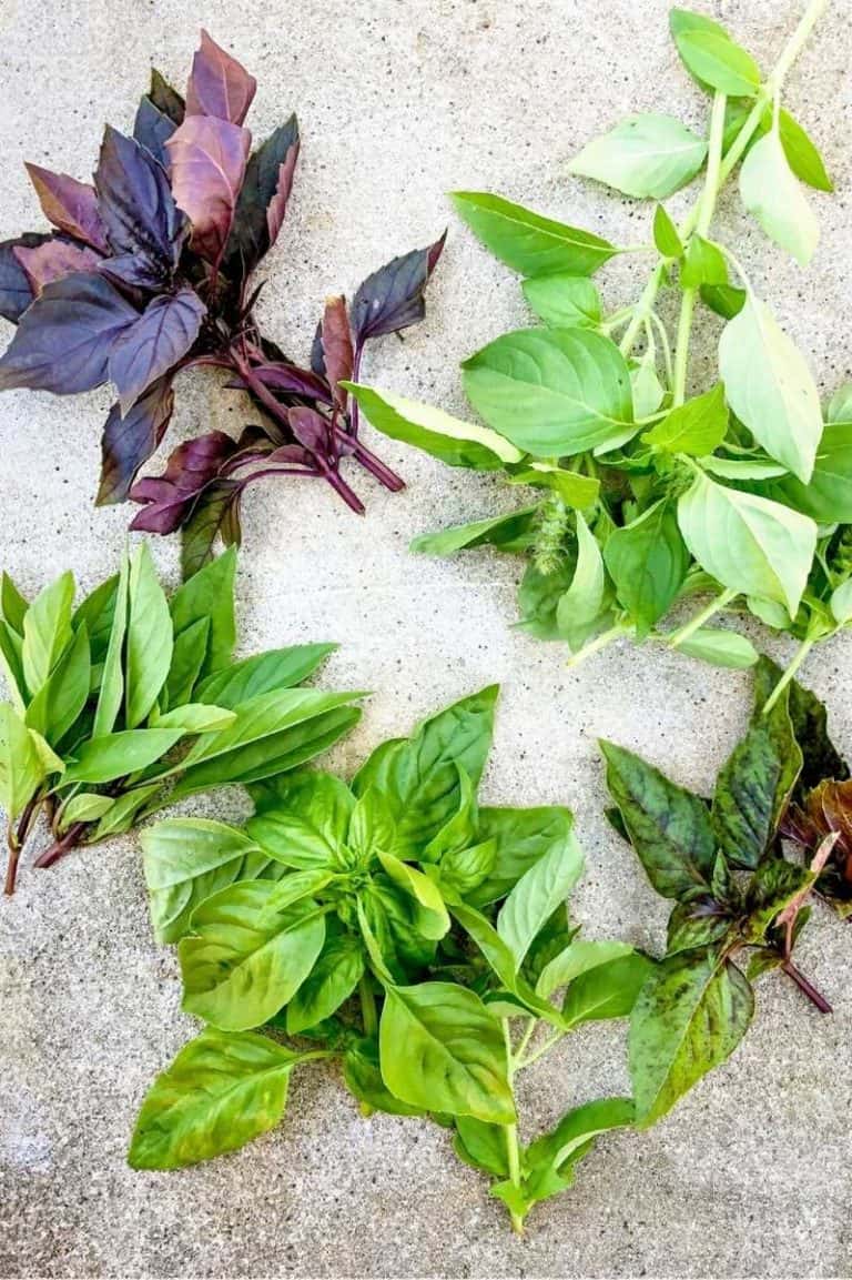 How to Grow Basil From Seed: A Step-by-Step Guide - Growfully