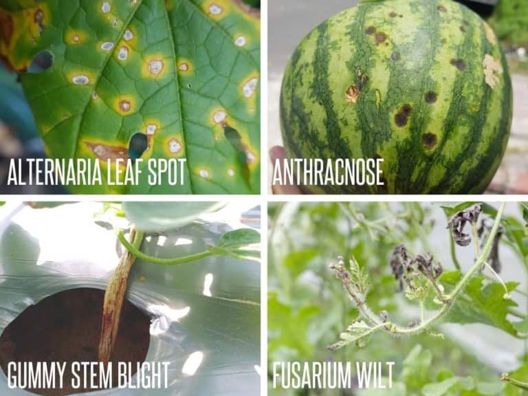 How To Grow Watermelon (Detailed Instructions) - Growfully