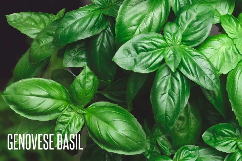 How to Grow Basil From Seed: A Step-by-Step Guide - Growfully
