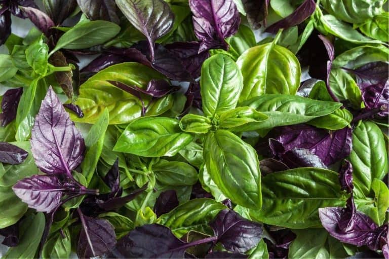 How to Grow Basil From Seed: A Step-by-Step Guide - Growfully