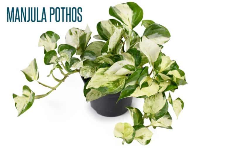 The 9 Best Pothos Varieties (With Pictures) - Growfully