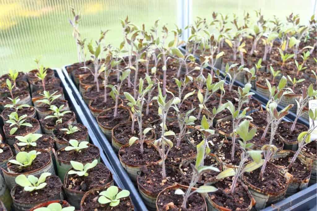 How to Make Newspaper Pots for Seedlings - Growfully