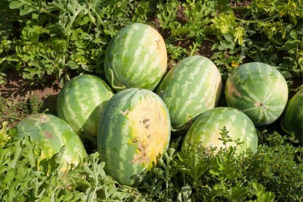 How To Grow Watermelon (Detailed Instructions) - Growfully