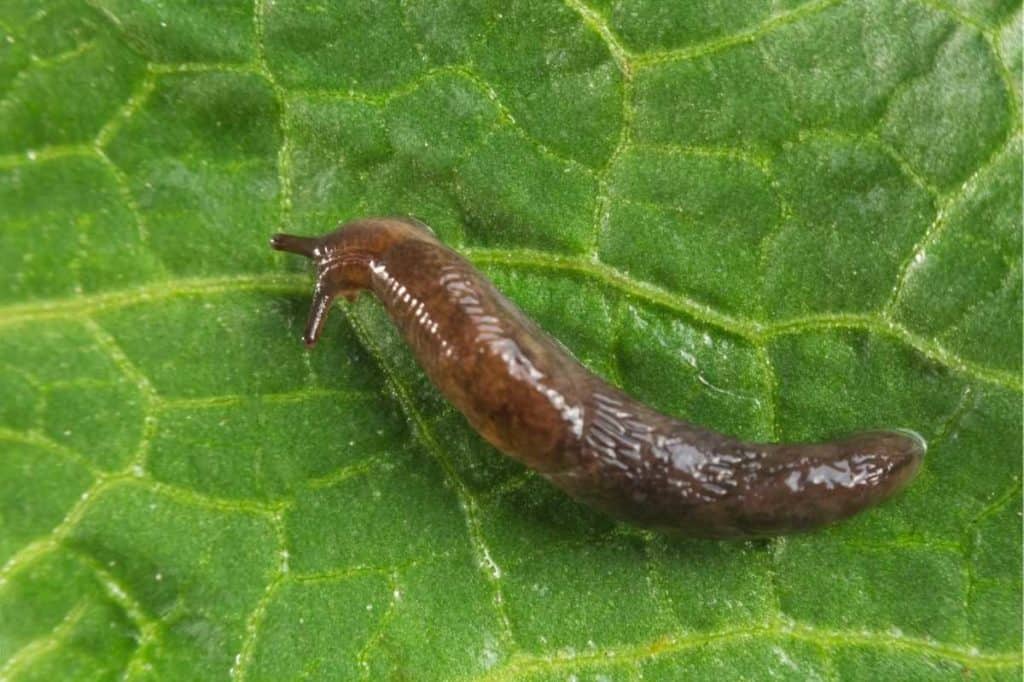 4 Ways to Naturally Get Rid of Slugs in Your Garden - Growfully