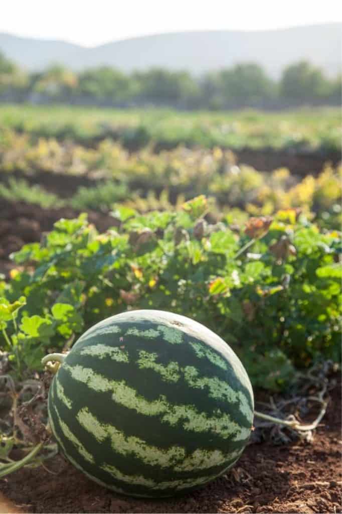 How To Grow Watermelon (Detailed Instructions) - Growfully