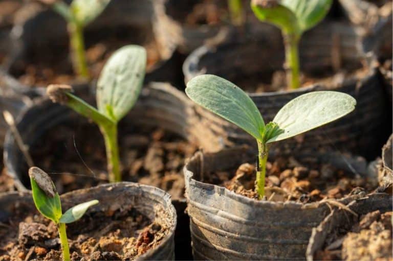 How To Grow Watermelon (Detailed Instructions) - Growfully