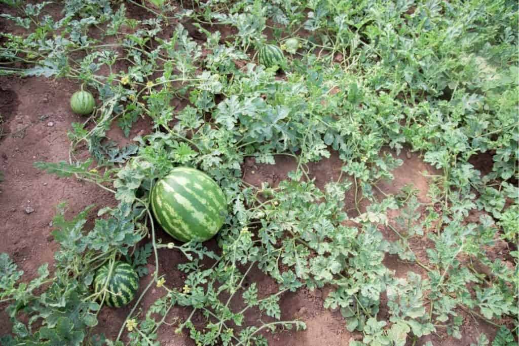 How To Grow Watermelon (Detailed Instructions) - Growfully