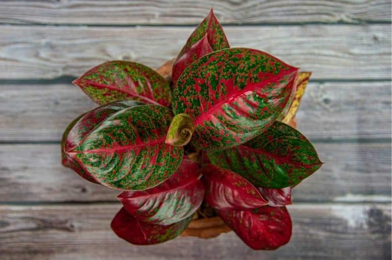 Aglaonema Care Guide: A Low Maintenance House Plant - Growfully