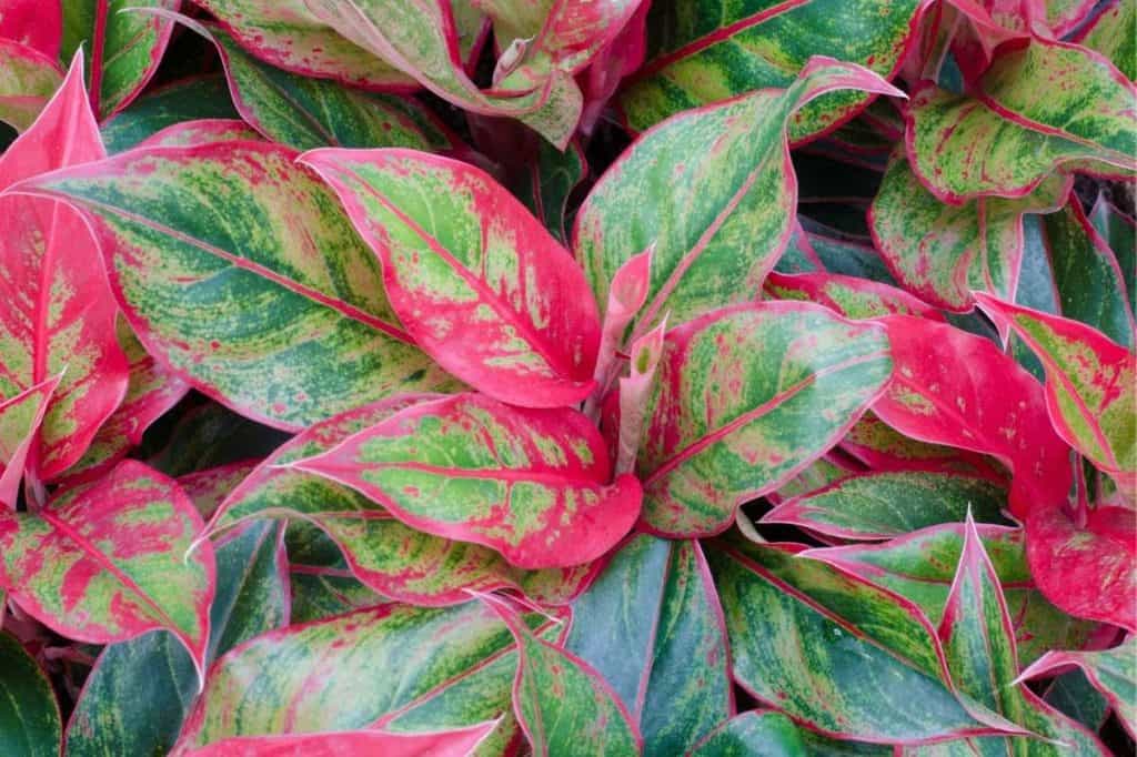 Aglaonema Care Guide: A Low Maintenance House Plant - Growfully