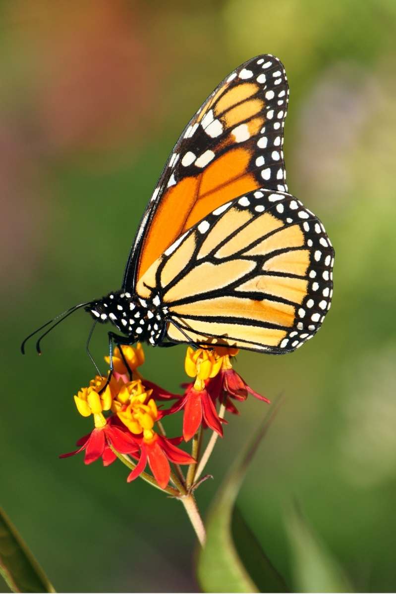 How and Why to Plant a Pollinator Garden - Growfully