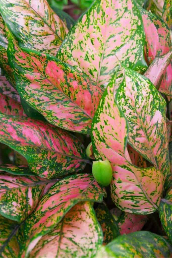 Aglaonema Care Guide: A Low Maintenance House Plant - Growfully