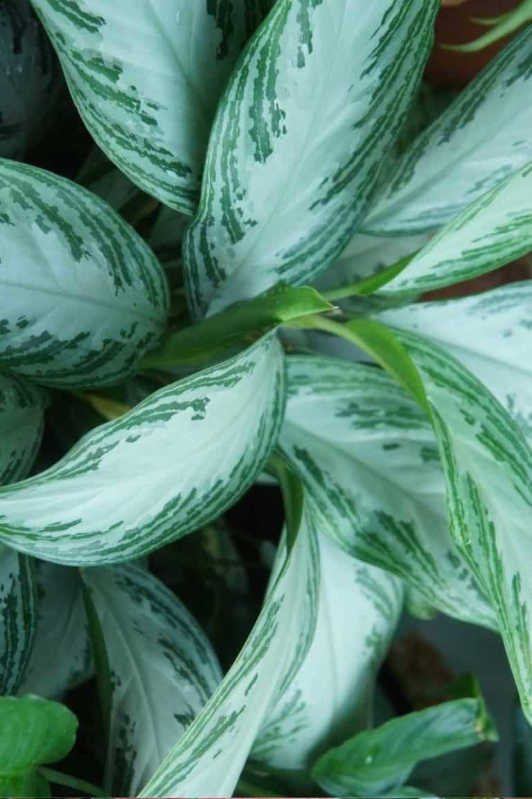 Aglaonema Care Guide: A Low Maintenance House Plant - Growfully