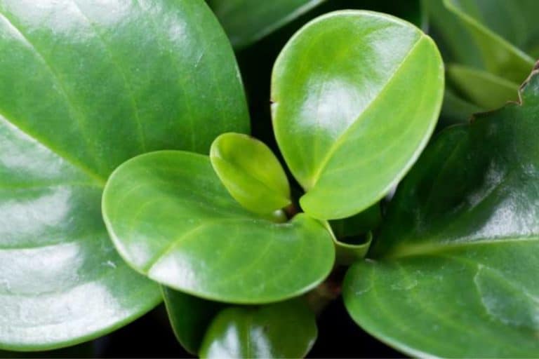 How to Care for a Peperomia Plant for Beginners - Growfully
