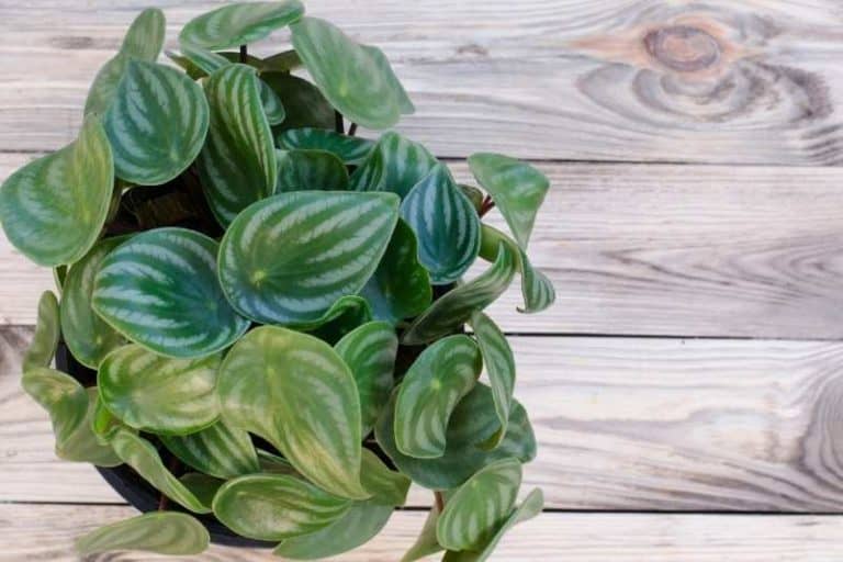 How to Care for a Peperomia Plant for Beginners - Growfully