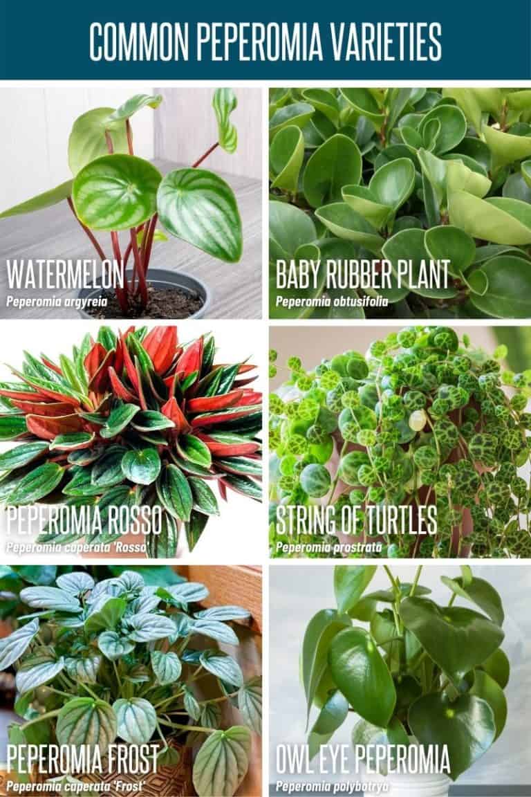 How to Care for a Peperomia Plant for Beginners - Growfully