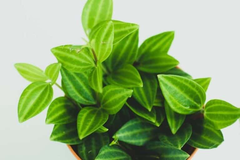 How to Care for a Peperomia Plant for Beginners - Growfully