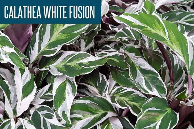 11 Gorgeous Calathea Varieties (with pictures) - Growfully