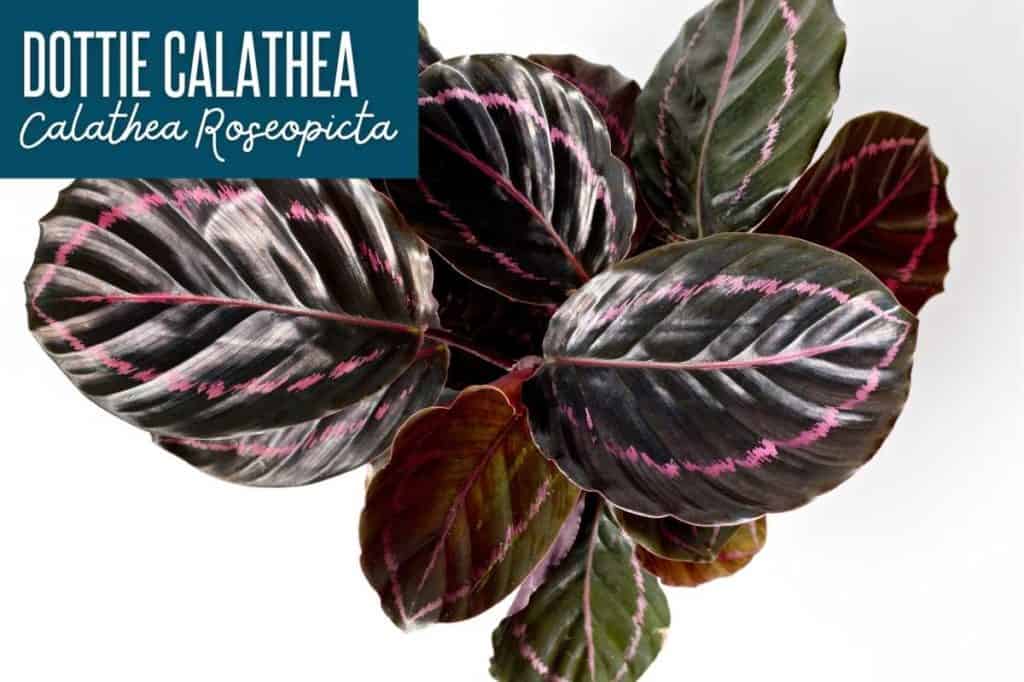 11 Gorgeous Calathea Varieties (with pictures) - Growfully