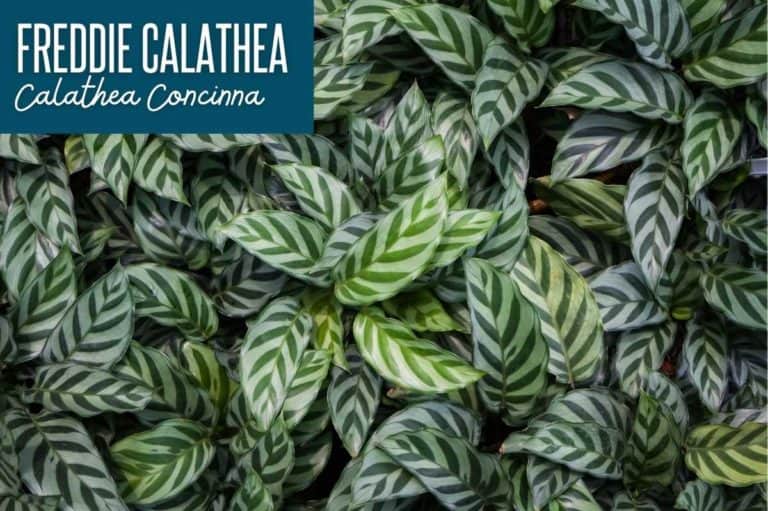 11 Gorgeous Calathea Varieties (with pictures) - Growfully