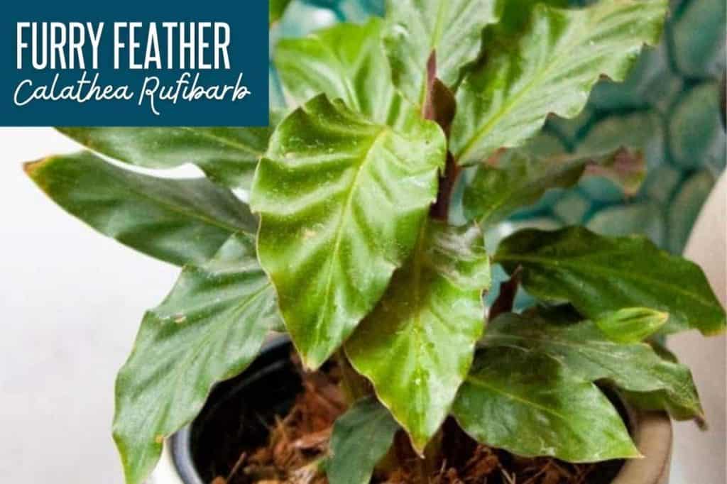 11 Gorgeous Calathea Varieties (with pictures) - Growfully