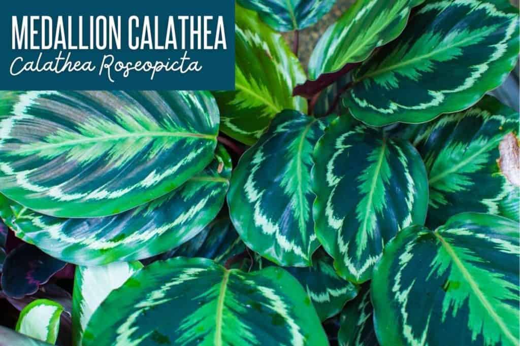 11 Gorgeous Calathea Varieties (with pictures) - Growfully