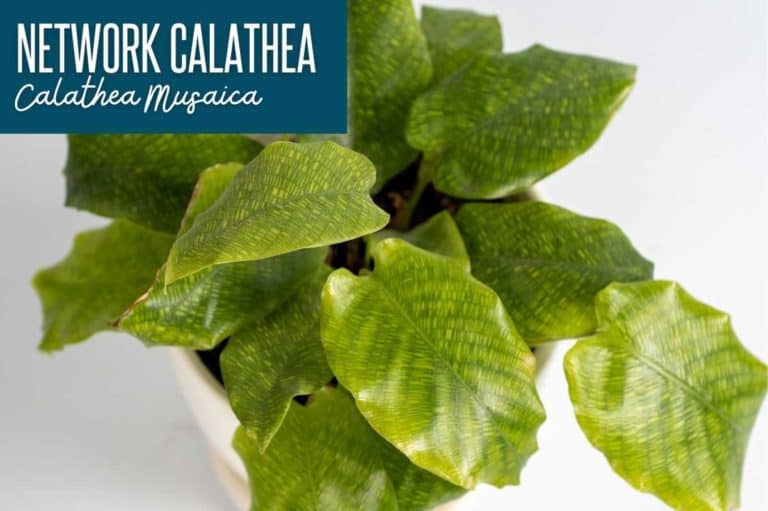 11 Gorgeous Calathea Varieties (with pictures) - Growfully